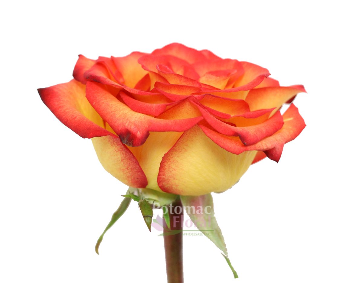 Rose, High & Magic - Bi-Color Orange & Yellow, 50 to 60 cm - Potomac ...