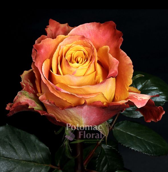 Silantoi Rose, 50 cm, Dark Yellow With Burgundy Edges - Potomac Floral ...