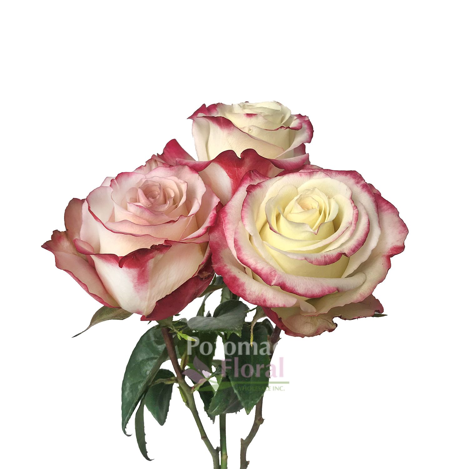 Sweetness Rose Cream with Dark Pink Edges, 50 to 60cm - Potomac Floral ...