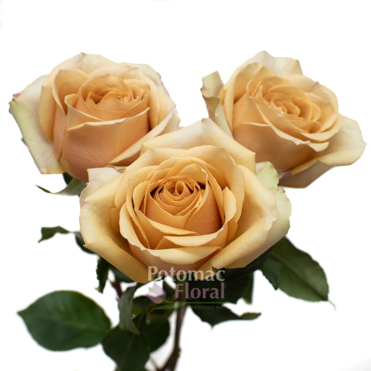Rose, Golden Mustard , 50-60 cm - Potomac Floral Wholesale