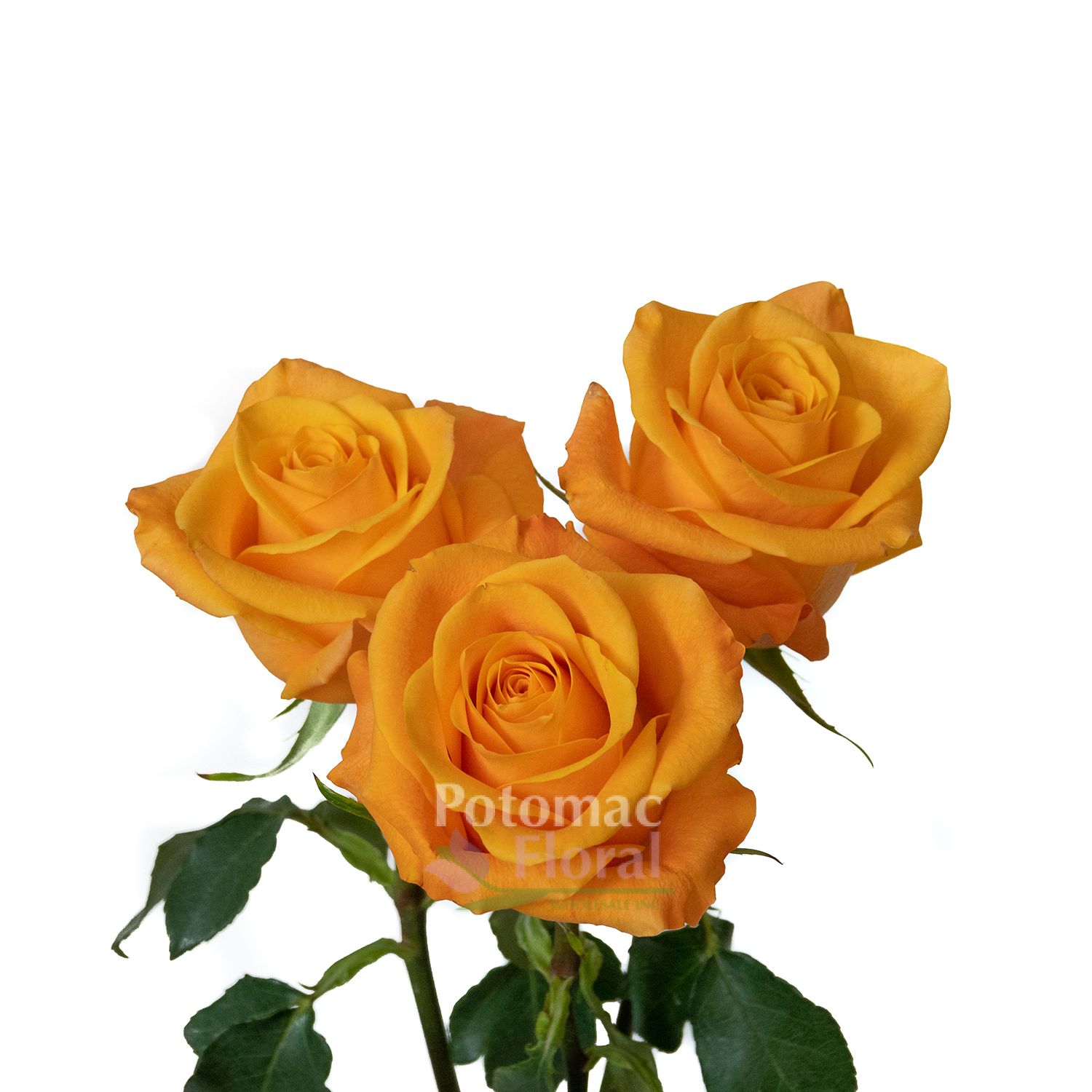 Aloha Rose, 50 to 60 cm , Light Orange - Potomac Floral Wholesale