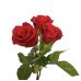 Bromo Rose Dark Orange, 50 to 60cm - Potomac Floral Wholesale