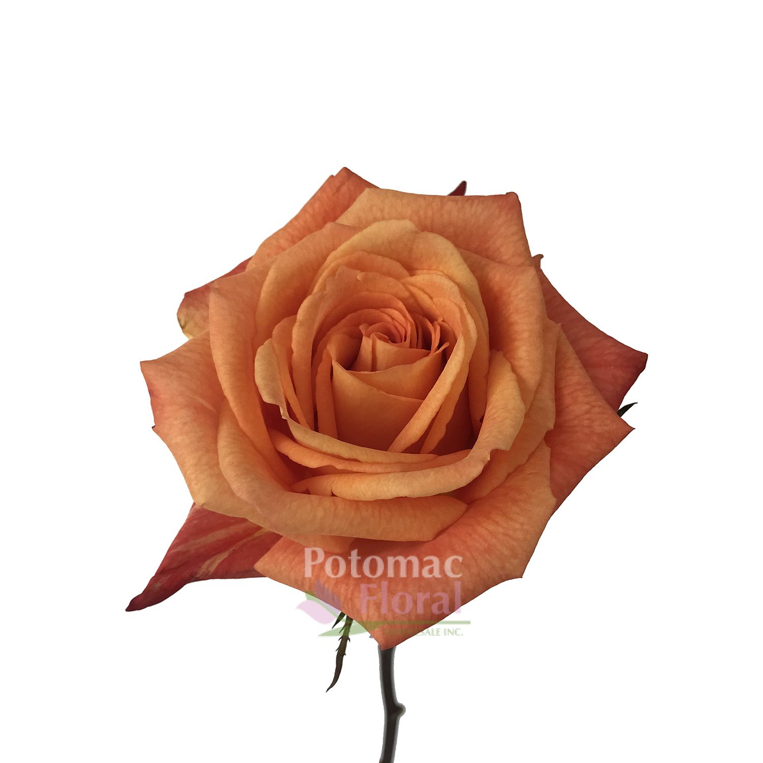 Sunset Glory Rose, Orange, 50-60cm - Potomac Floral Wholesale