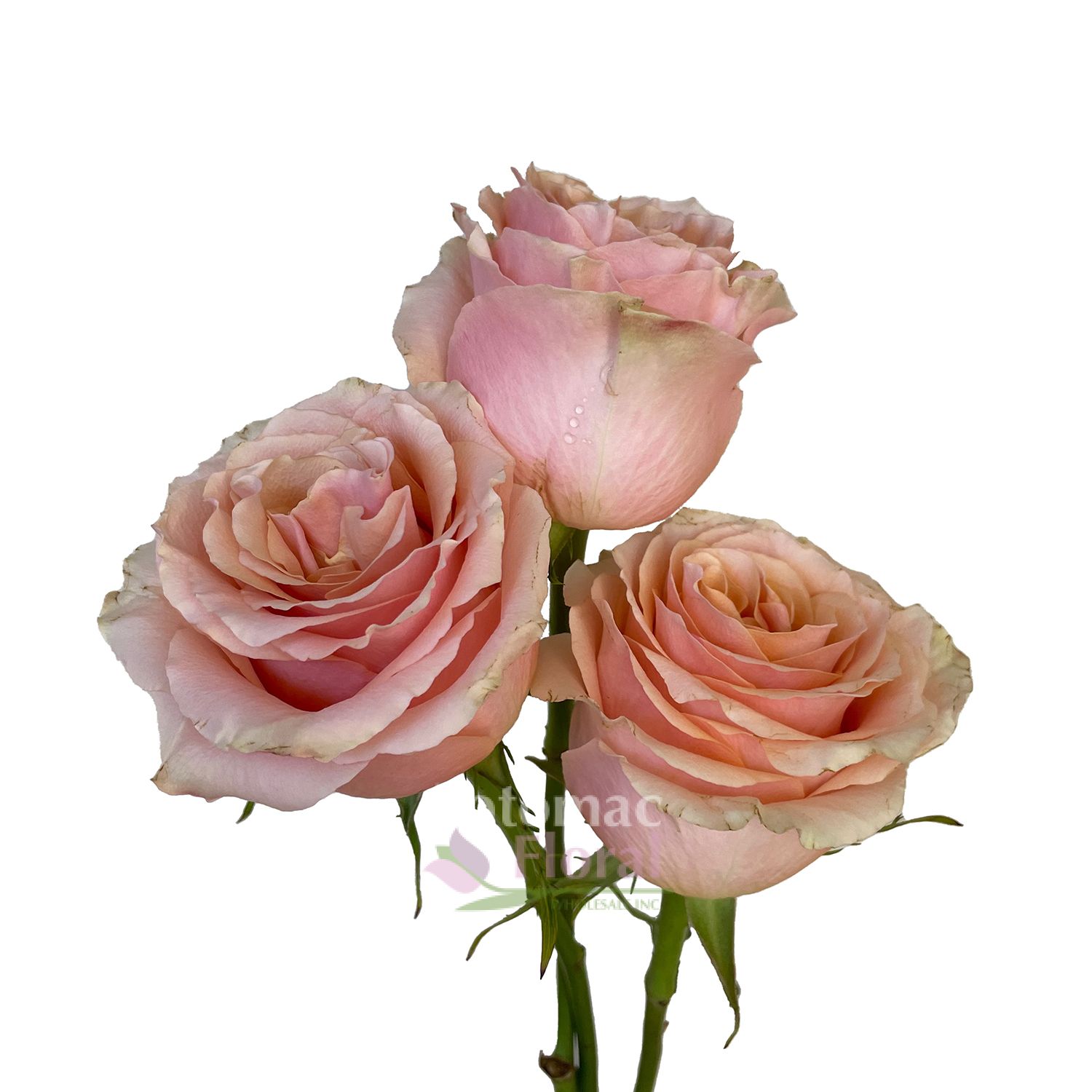 Carpe Diem Rose Peachy Coral heavy petals , 40 to 50 cm - Potomac ...