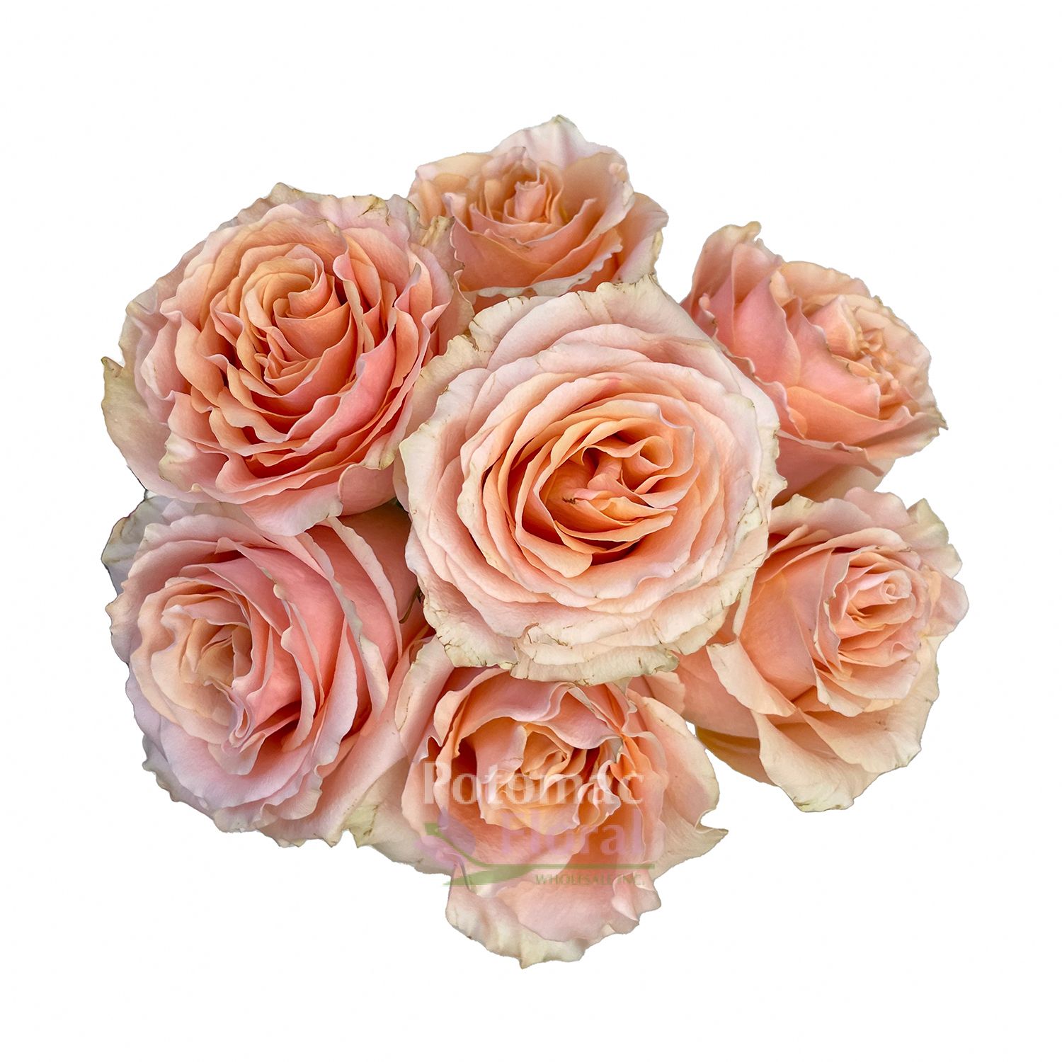 Carpe Diem Rose Peachy Coral heavy petals , 40 to 50 cm - Potomac ...