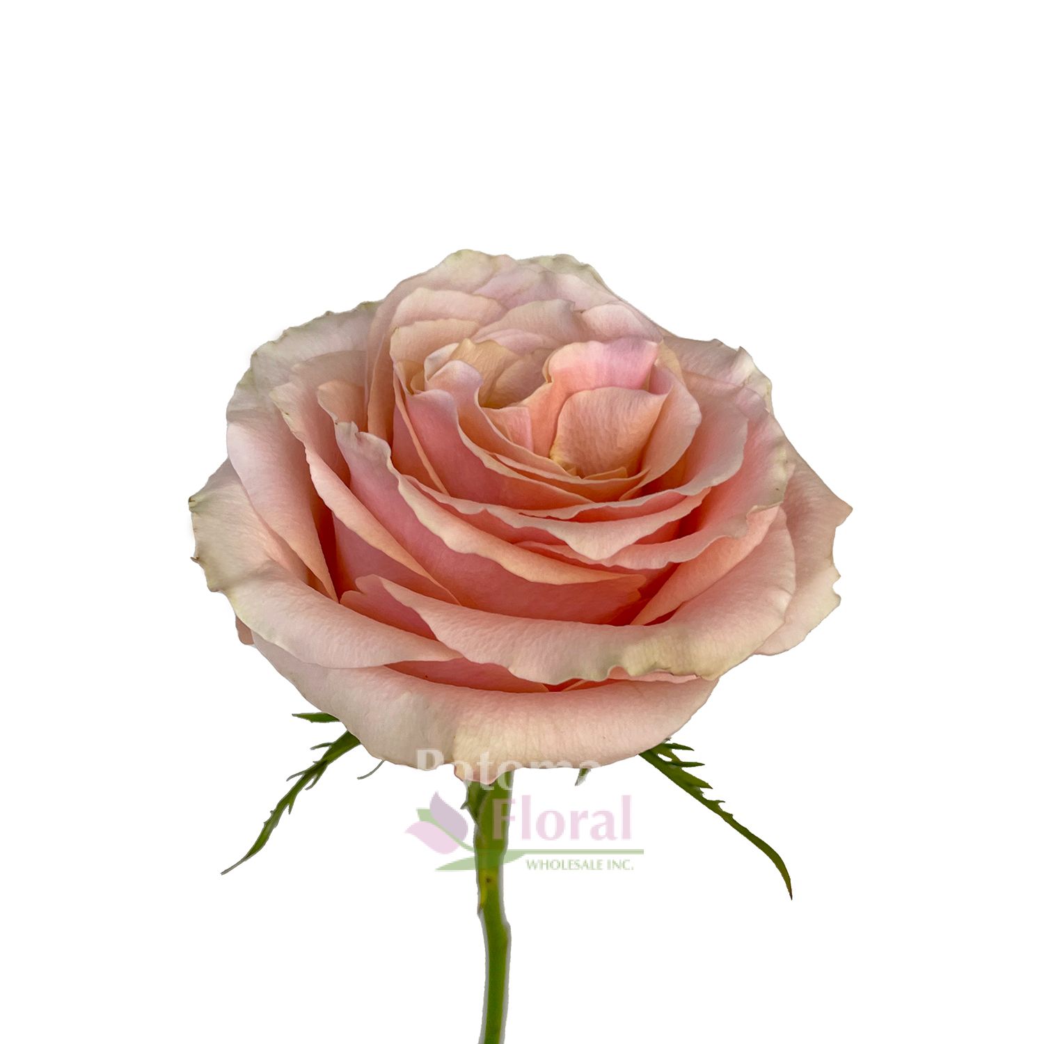 Carpe Diem Rose Peachy Coral heavy petals , 40 to 50 cm - Potomac ...