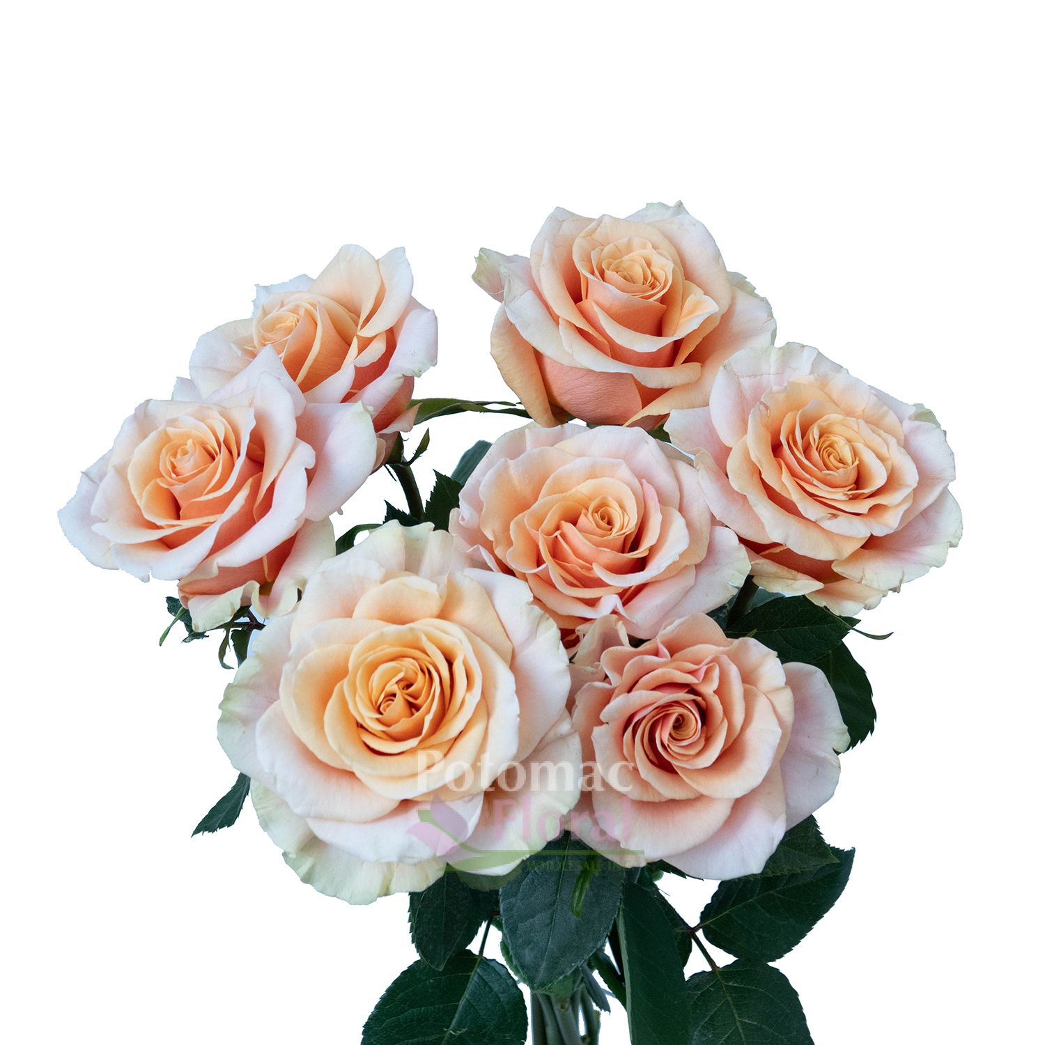 Phoenix Rose Peach, 50 To 60 cm - Potomac Floral Wholesale
