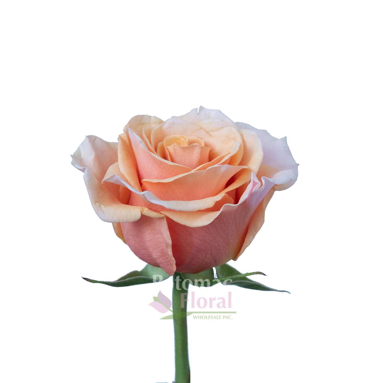 Phoenix Rose Peach, 50 To 60 cm - Potomac Floral Wholesale