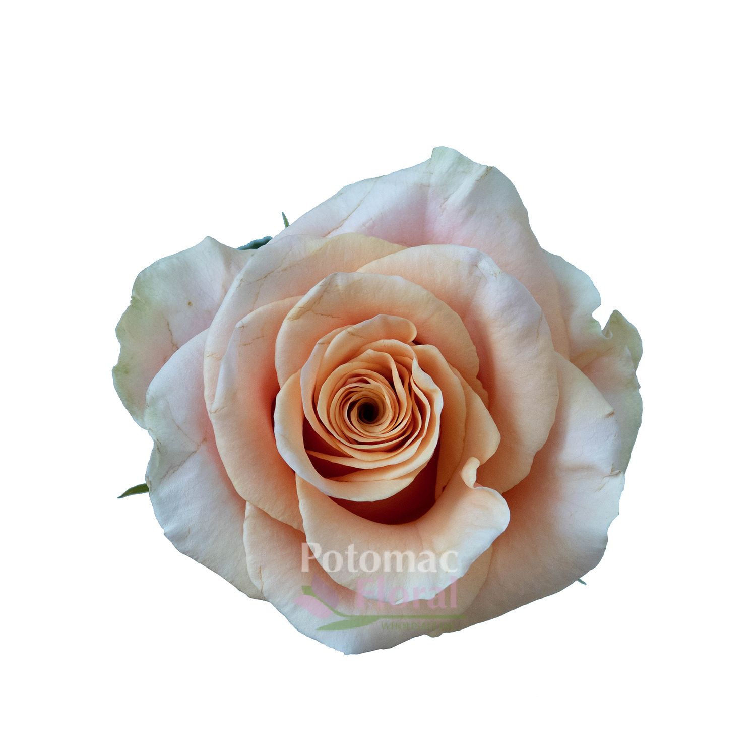 Phoenix Rose Peach, 50 To 60 cm - Potomac Floral Wholesale