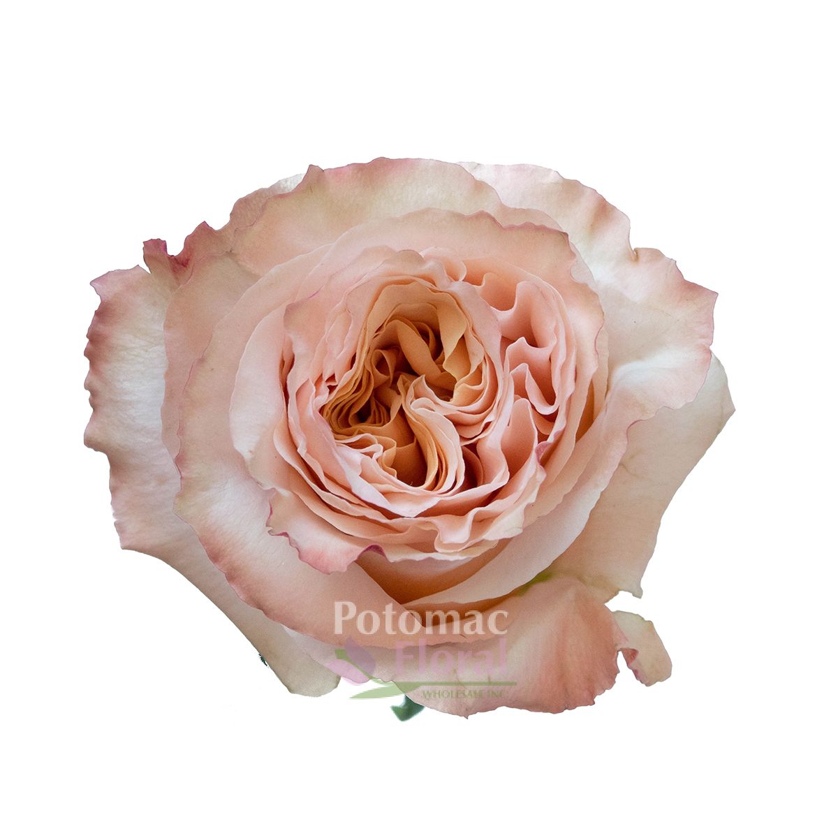Shimmer Rose Peach, 50 to 60 cm - Potomac Floral Wholesale