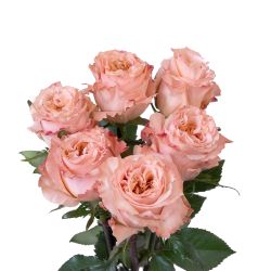 Shimmer Rose Peach, 50 to 60 cm - Potomac Floral Wholesale