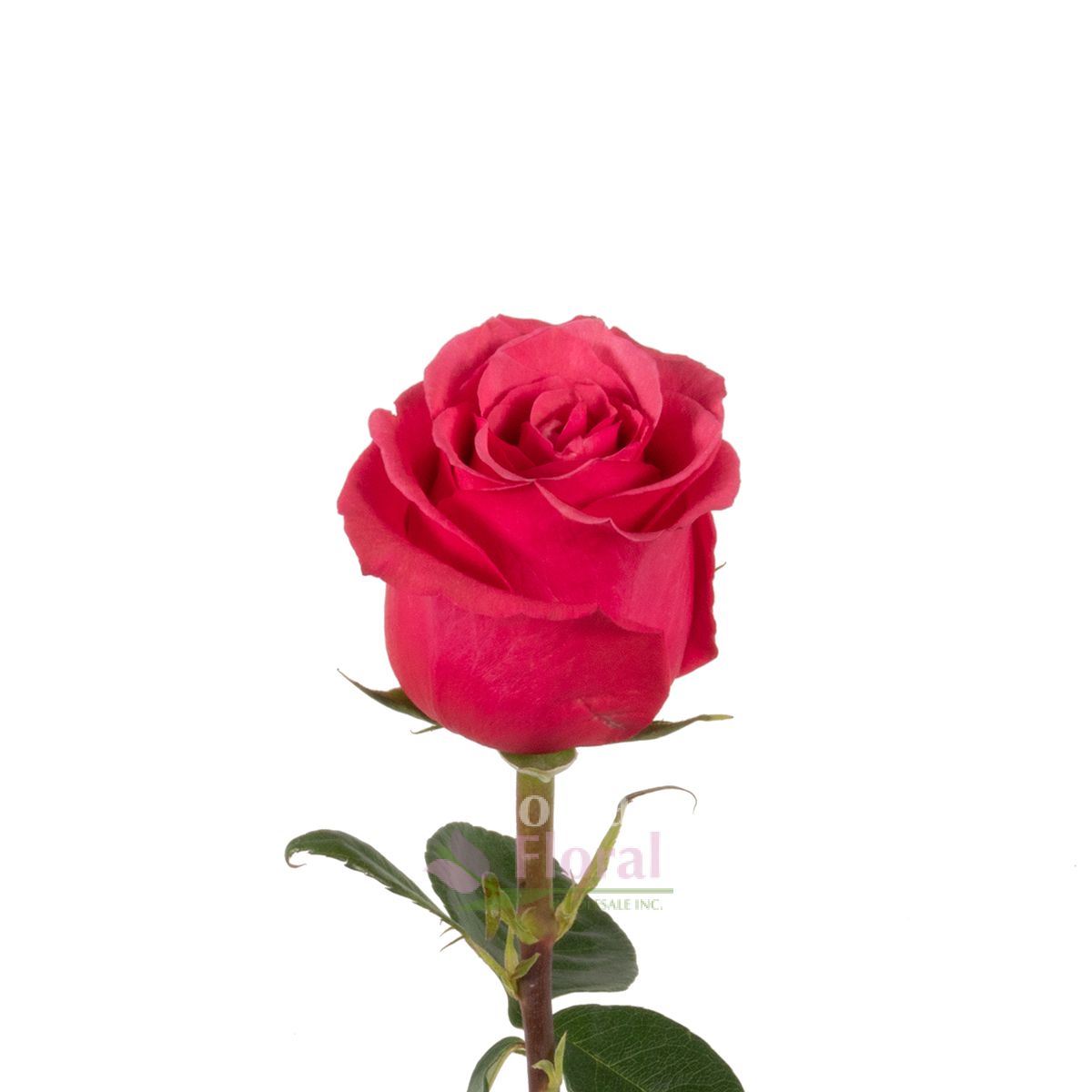 Cherry O Rose Hot Pink, 50 to 60 cm - Potomac Floral Wholesale