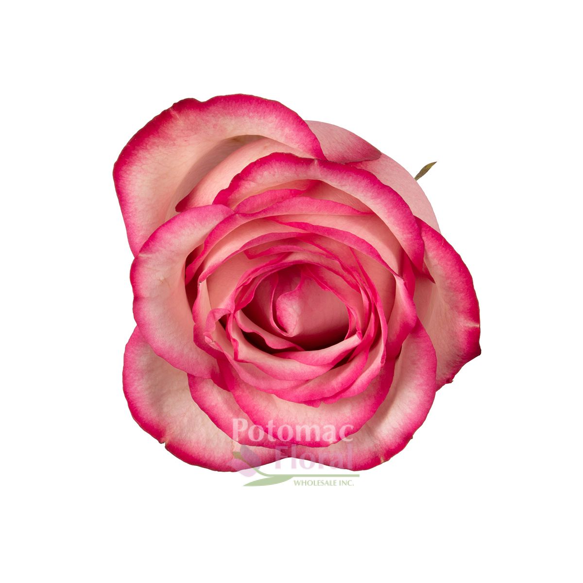 Carousel Rose Pink Bi-Color, 40 cm - Potomac Floral Wholesale