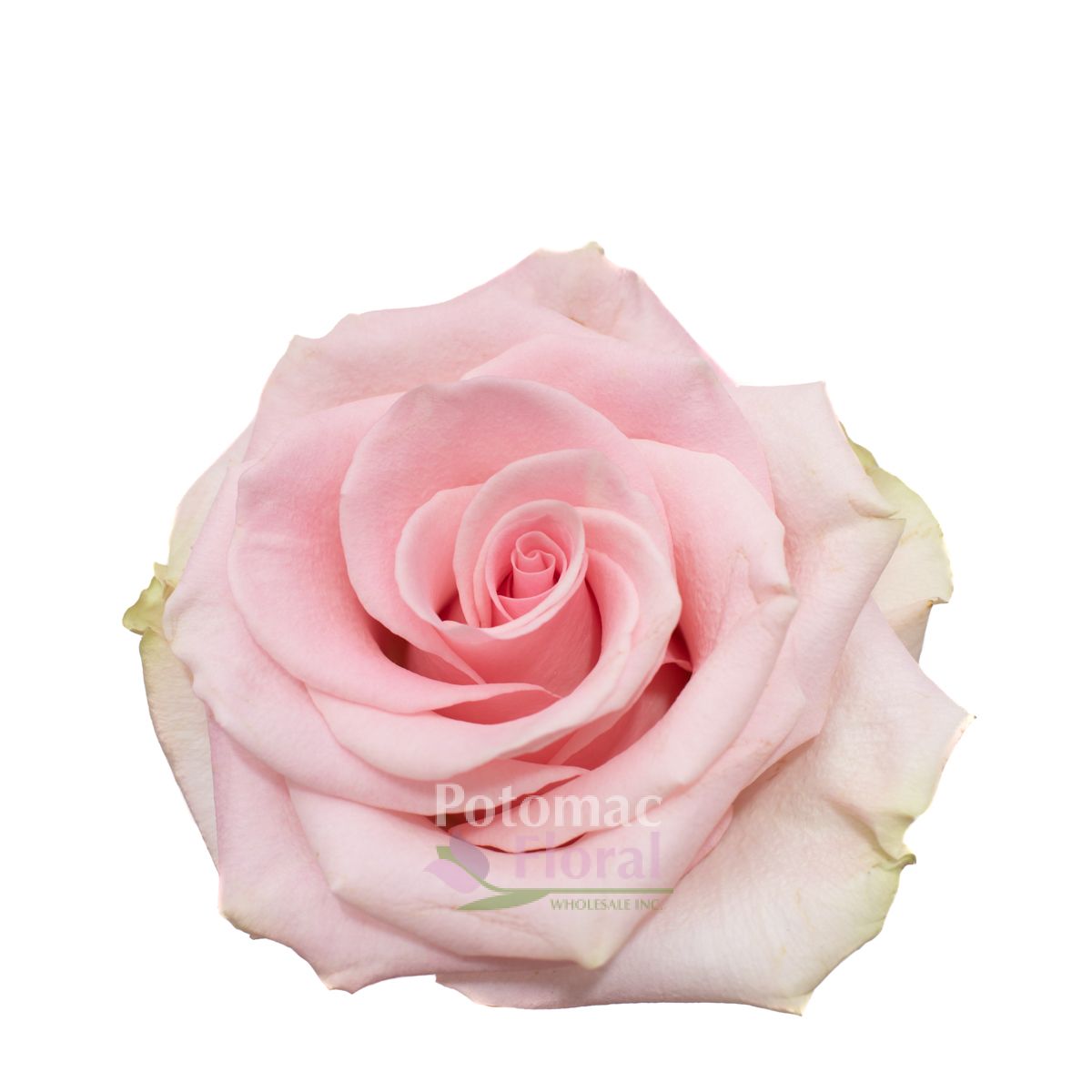 Blessing Rose Blush Pink, 50 cm - Potomac Floral Wholesale