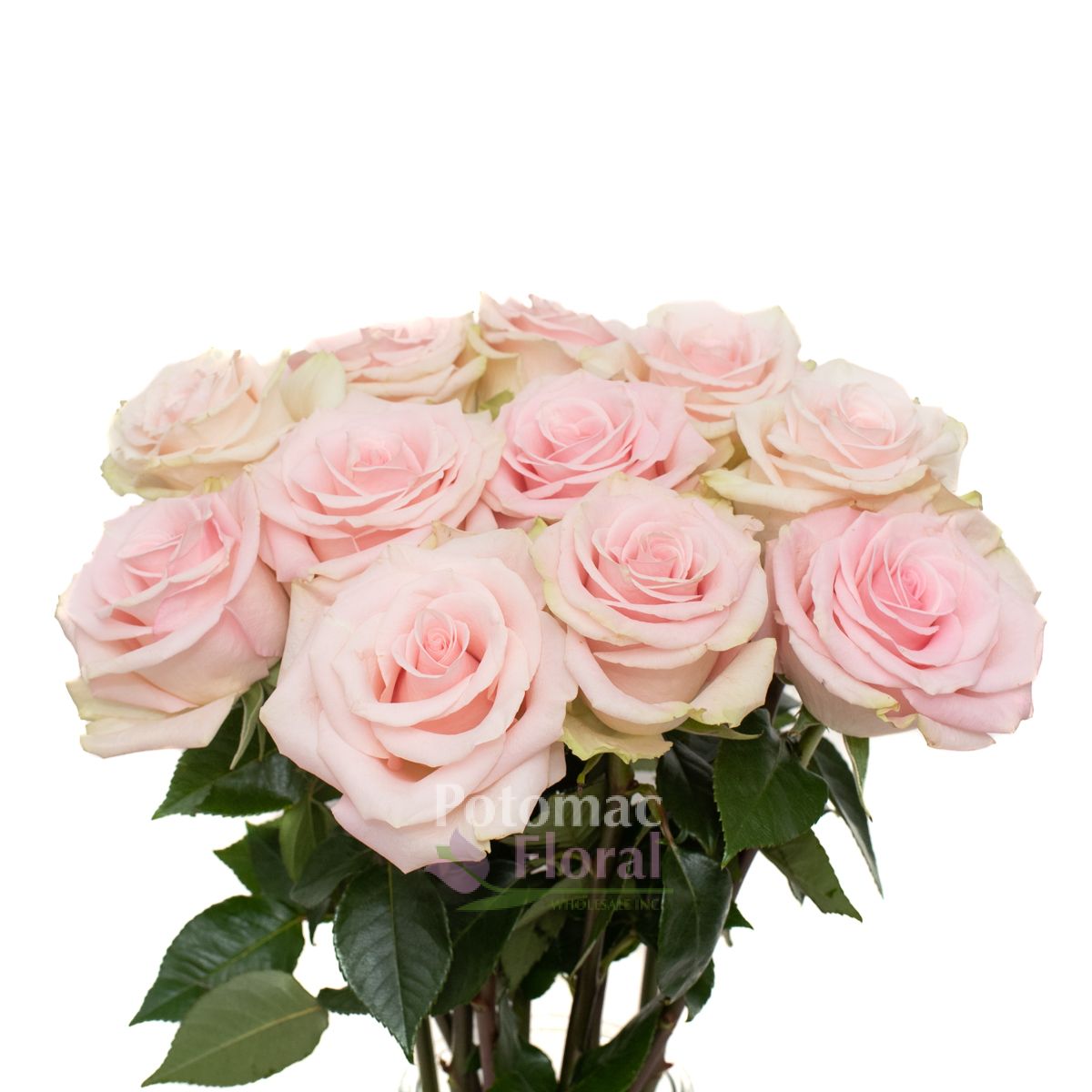 Blessing Rose Blush Pink, 50 cm - Potomac Floral Wholesale