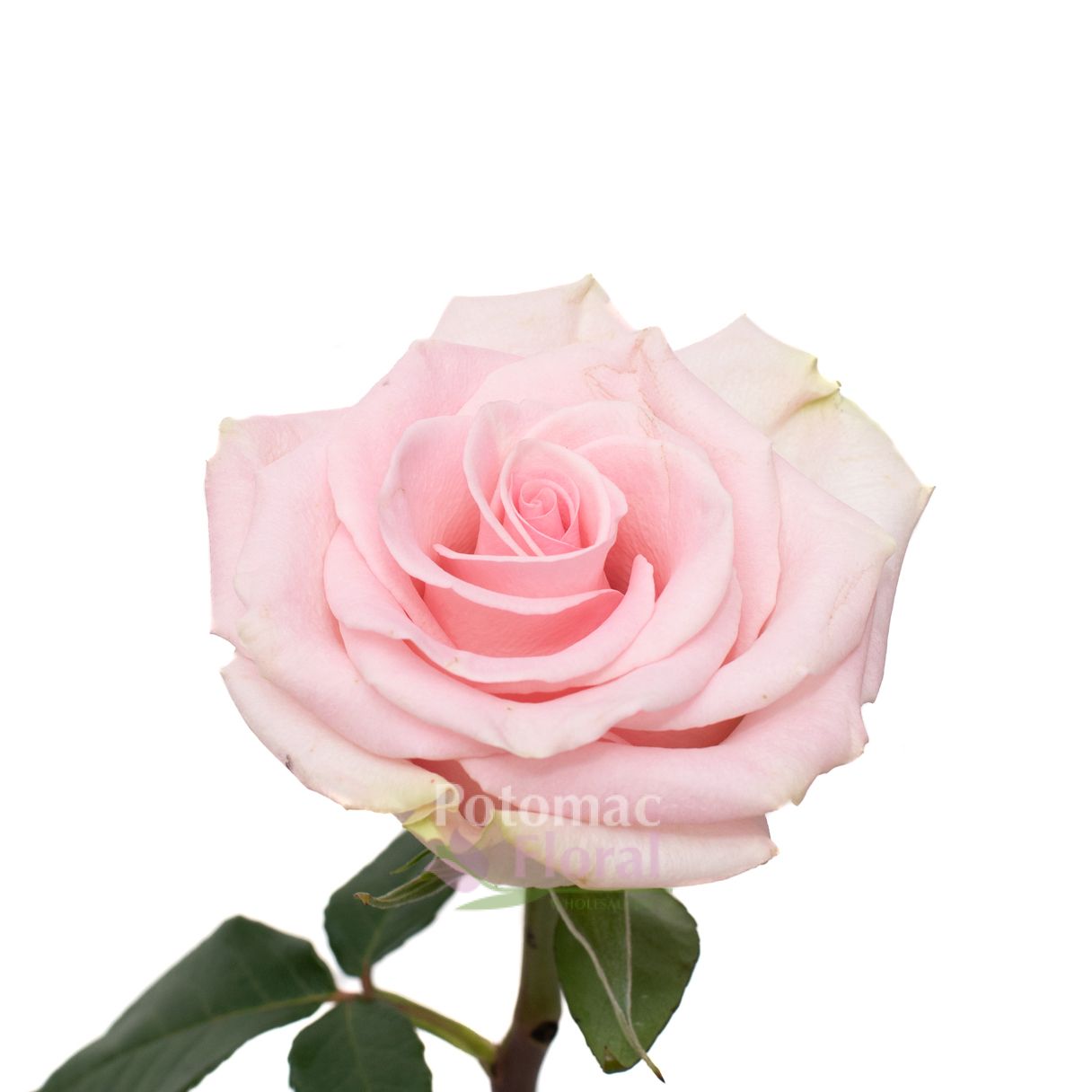 Blessing Rose Blush Pink, 50 cm - Potomac Floral Wholesale