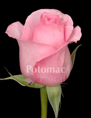 Blushing Akito Rose Light Pink, 40 to 50 cm - Potomac Floral Wholesale