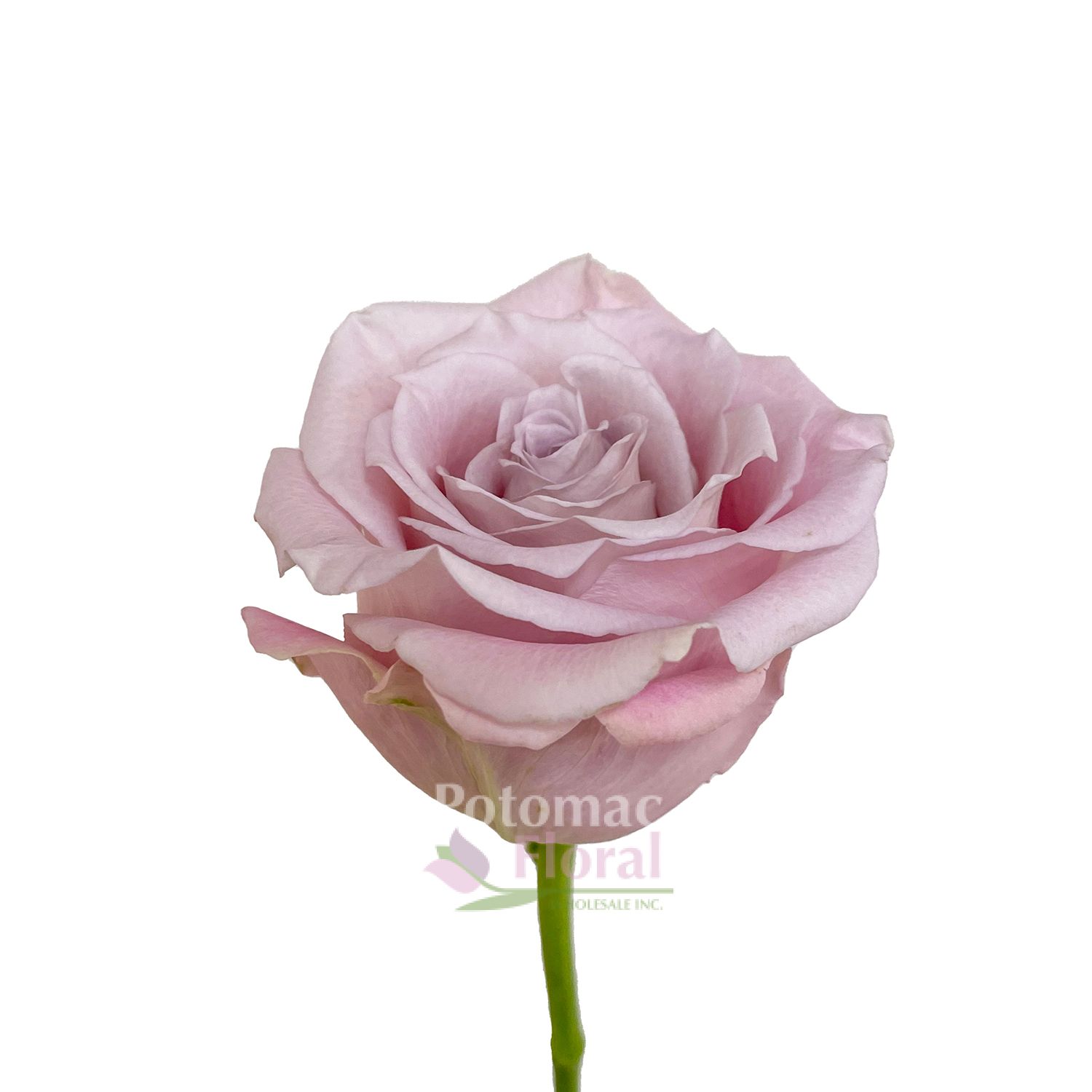 Faith Rose Dusty Pink, 40 to 50cm - Potomac Floral Wholesale
