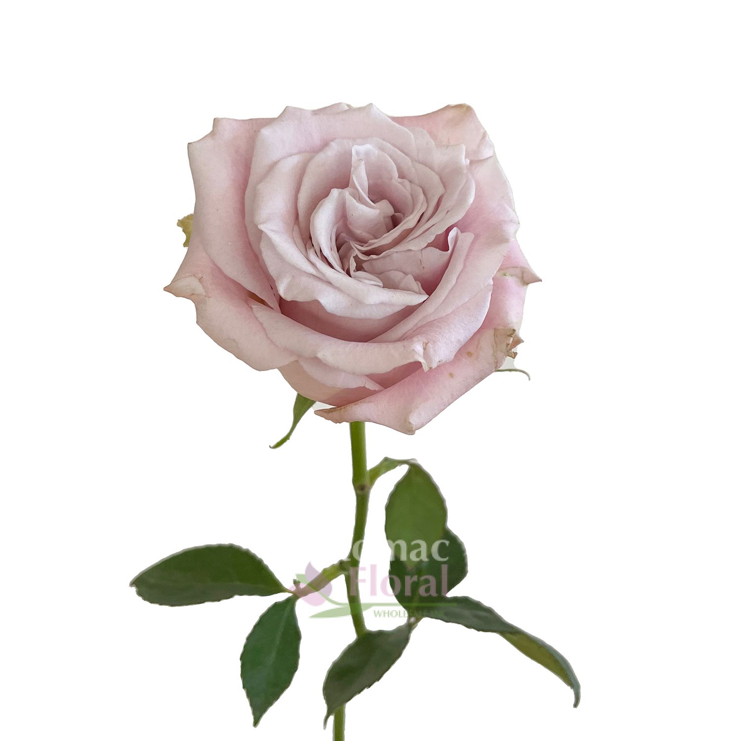 Faith Rose Dusty Pink, 40 to 50cm - Potomac Floral Wholesale