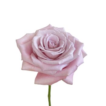 Faith Rose Dusty Pink, 60cm - Potomac Floral Wholesale