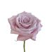 Faith Rose Dusty Pink, 40 to 50cm - Potomac Floral Wholesale