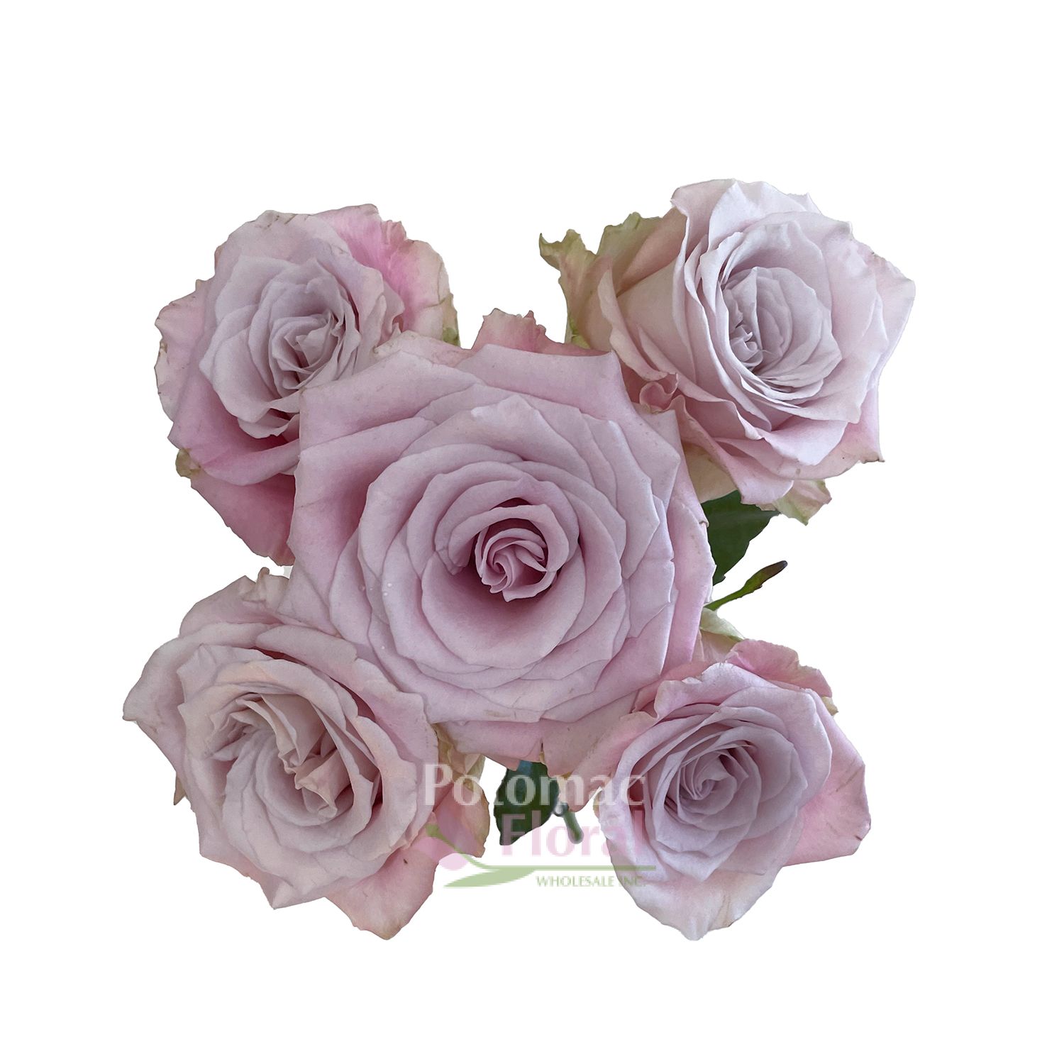 Faith Rose Dusty Pink, 40 to 50cm - Potomac Floral Wholesale