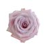 Faith Rose Dusty Pink, 40 to 50cm - Potomac Floral Wholesale
