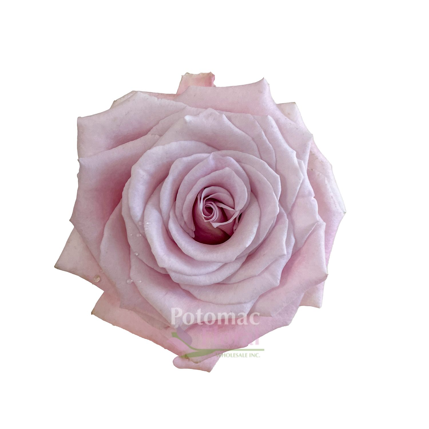 Faith Rose Dusty Pink, 40 to 50cm - Potomac Floral Wholesale