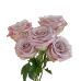 Faith Rose Dusty Pink, 40 to 50cm - Potomac Floral Wholesale