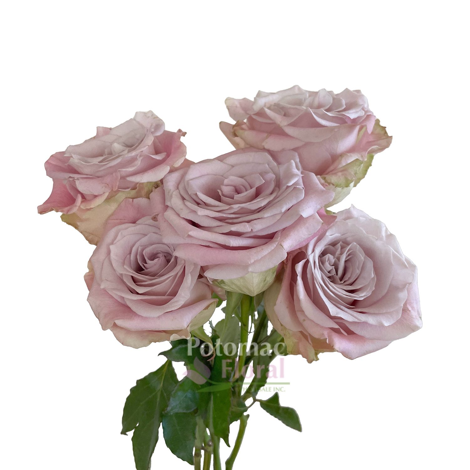 Faith Rose Dusty Pink, 40 to 50cm - Potomac Floral Wholesale