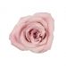 Faith Rose Dusty Pink, 40 to 50cm - Potomac Floral Wholesale