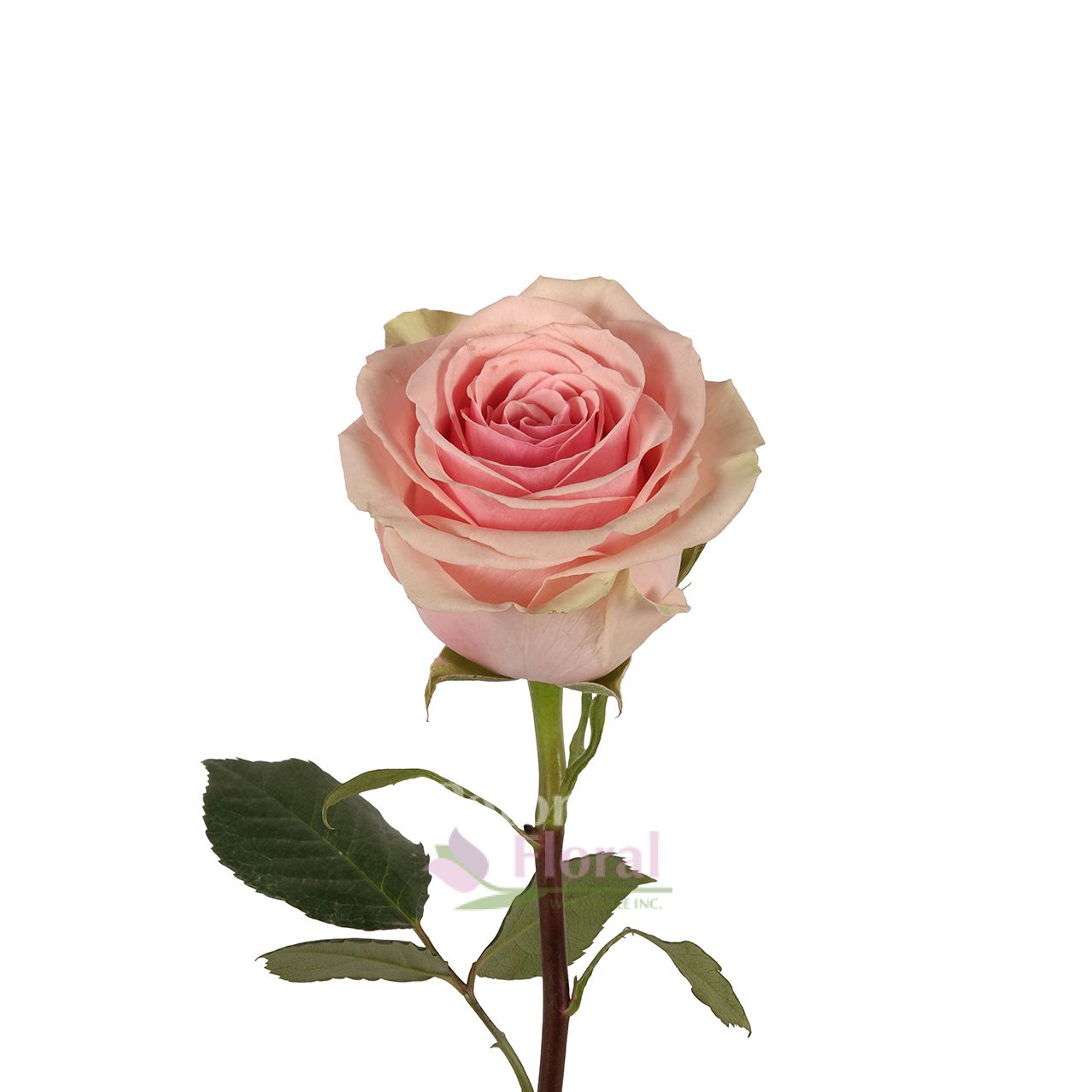 Geraldine Rose, 50 cm - Potomac Floral Wholesale