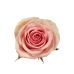 Geraldine Rose, 50 cm - Potomac Floral Wholesale