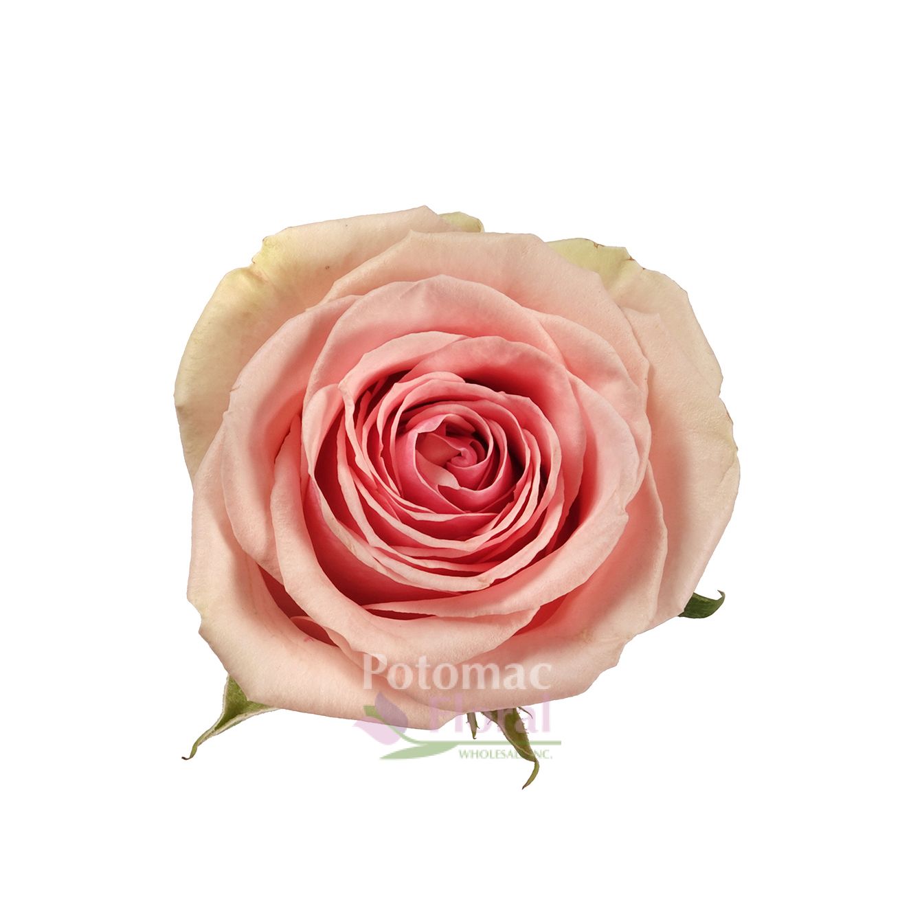 Geraldine Rose, 50 cm - Potomac Floral Wholesale