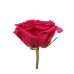Gotcha Rose, Hot Pink 50-60cm - Potomac Floral Wholesale