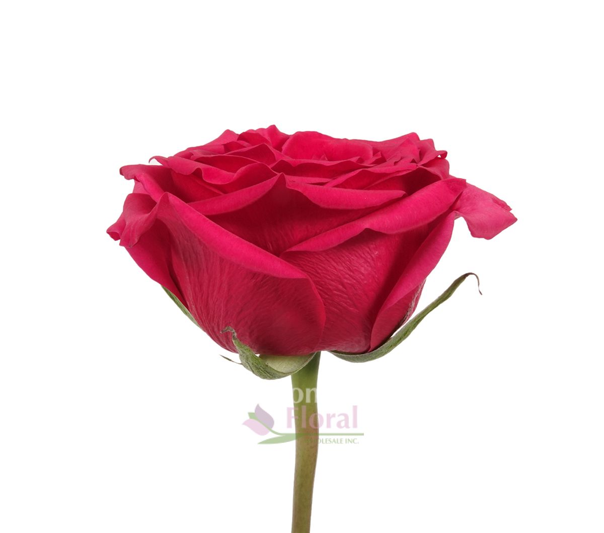 Gotcha Rose, Hot Pink 50-60cm - Potomac Floral Wholesale