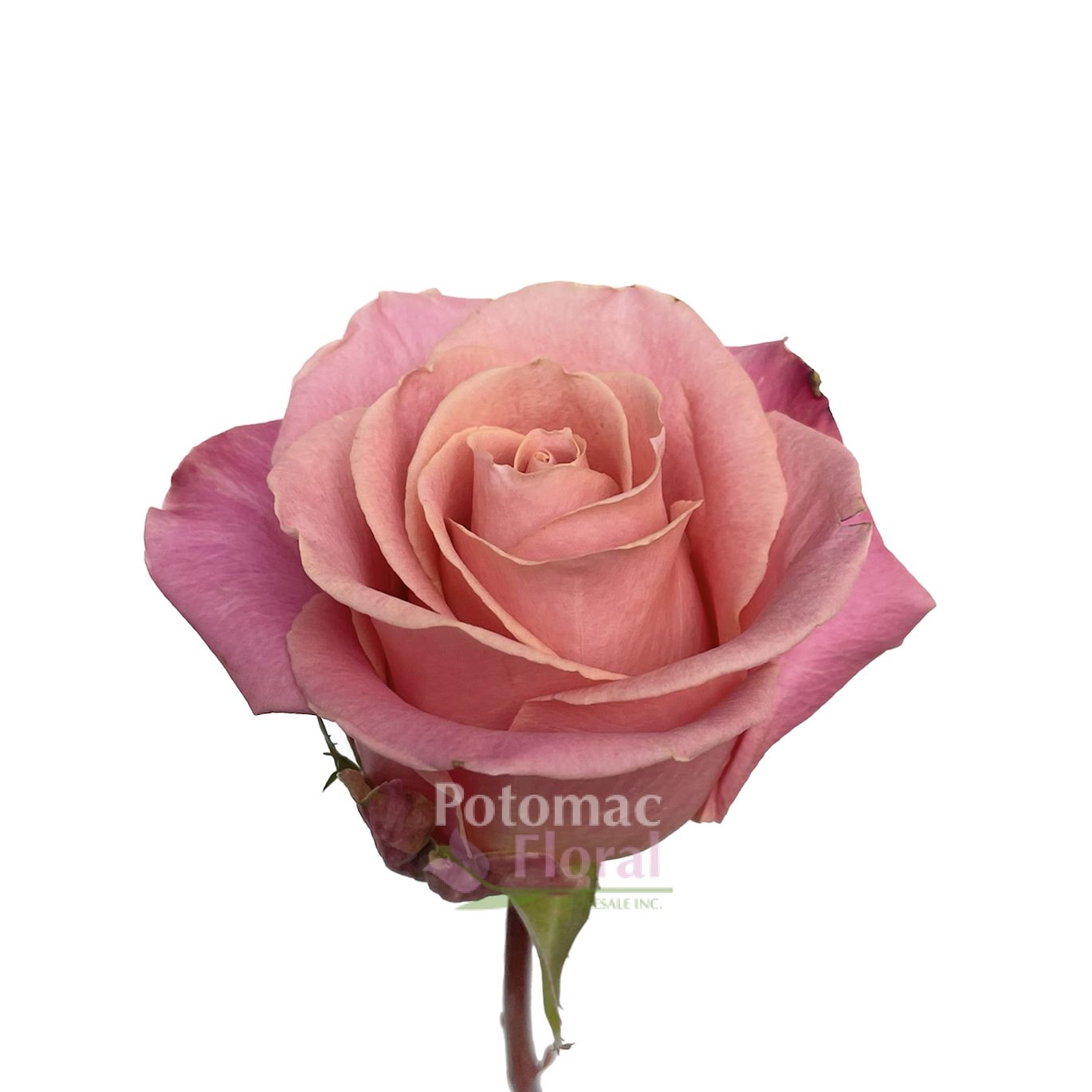 Hermosa Rose Pinky Peach, 50 to 60 cm - Potomac Floral Wholesale