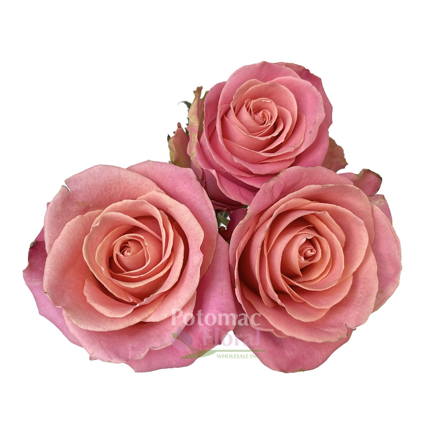 Hermosa Rose Pinky Peach, 50 to 60 cm - Potomac Floral Wholesale