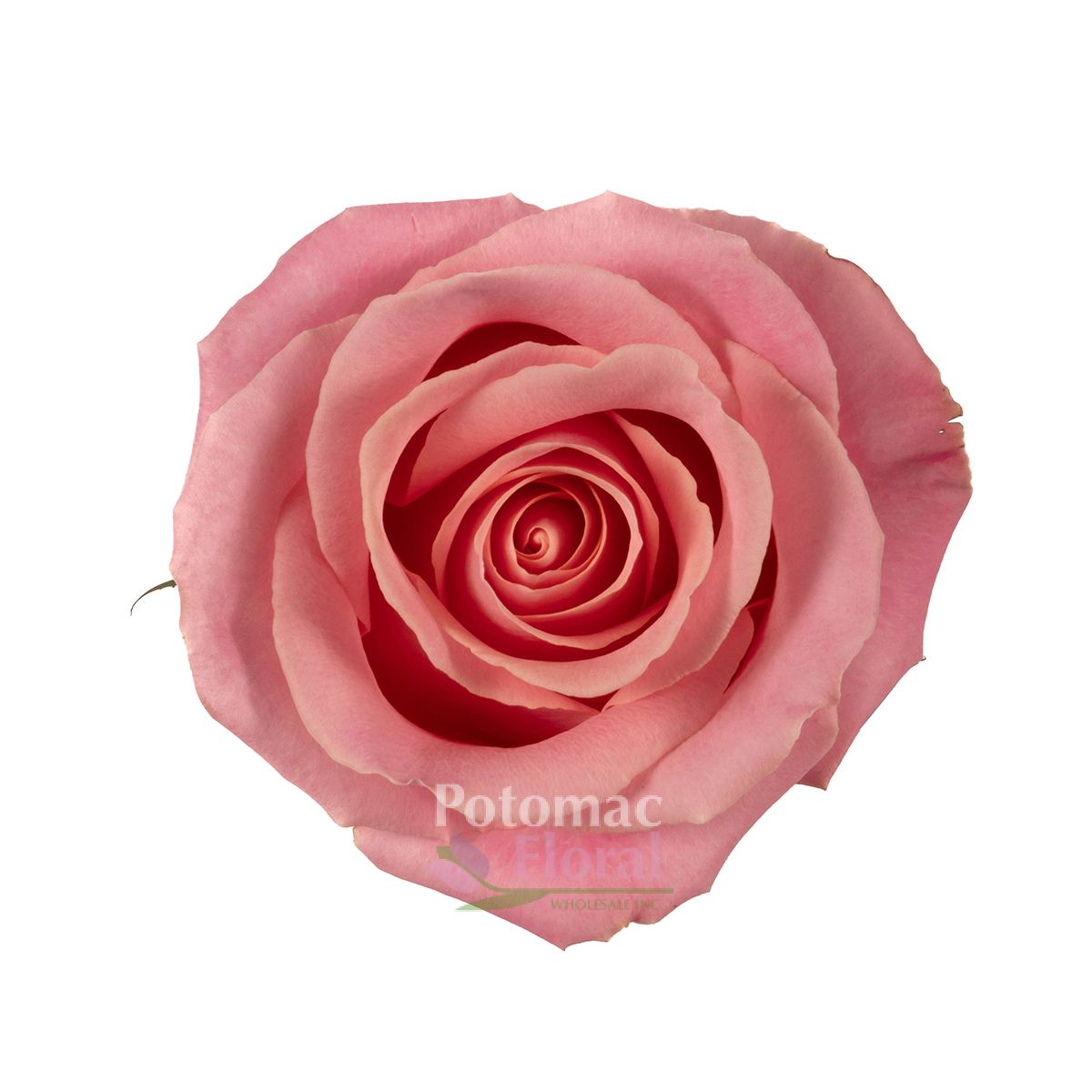Hermosa Rose Pinky Peach, 50 to 60 cm - Potomac Floral Wholesale