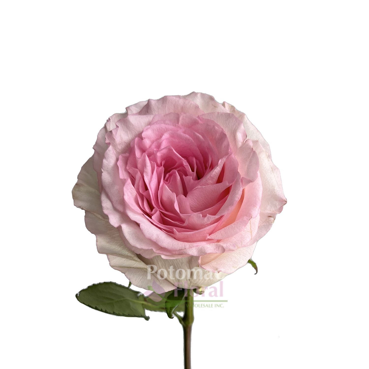 Mandala -Pink 50 to 60 cm - Potomac Floral Wholesale