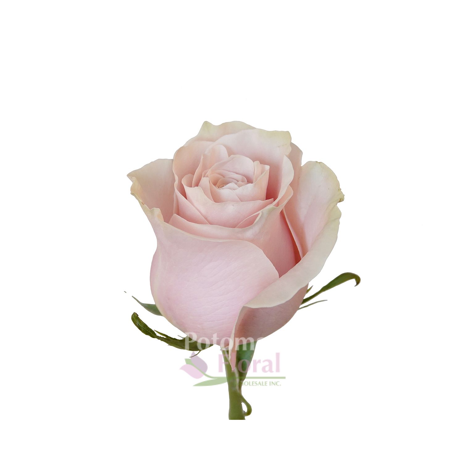 Pink Mondial Rose, 60 cm - Potomac Floral Wholesale