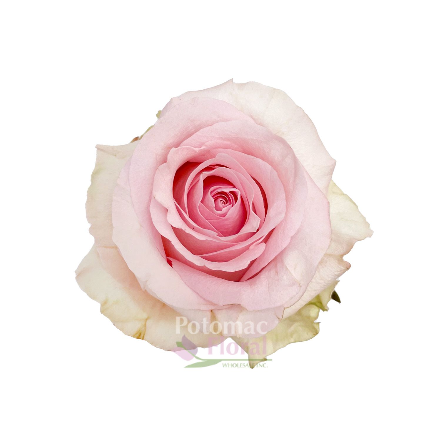 Nena Rose Pale Pink, 40 cm - Potomac Floral Wholesale