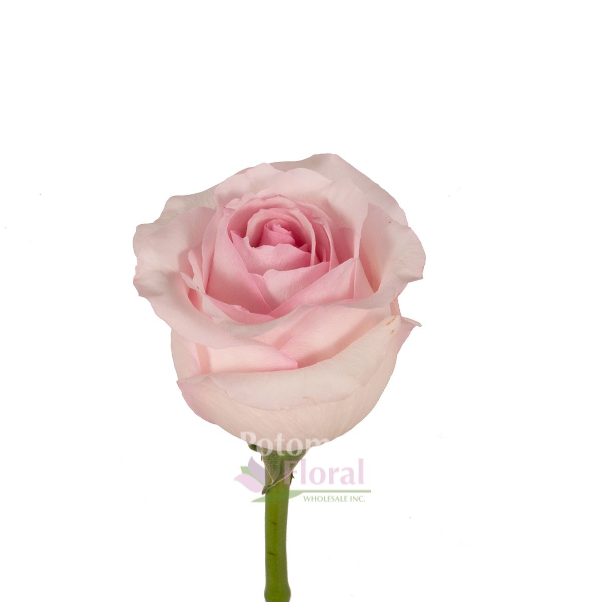 Nena Rose Pale Pink, 50 cm - Potomac Floral Wholesale