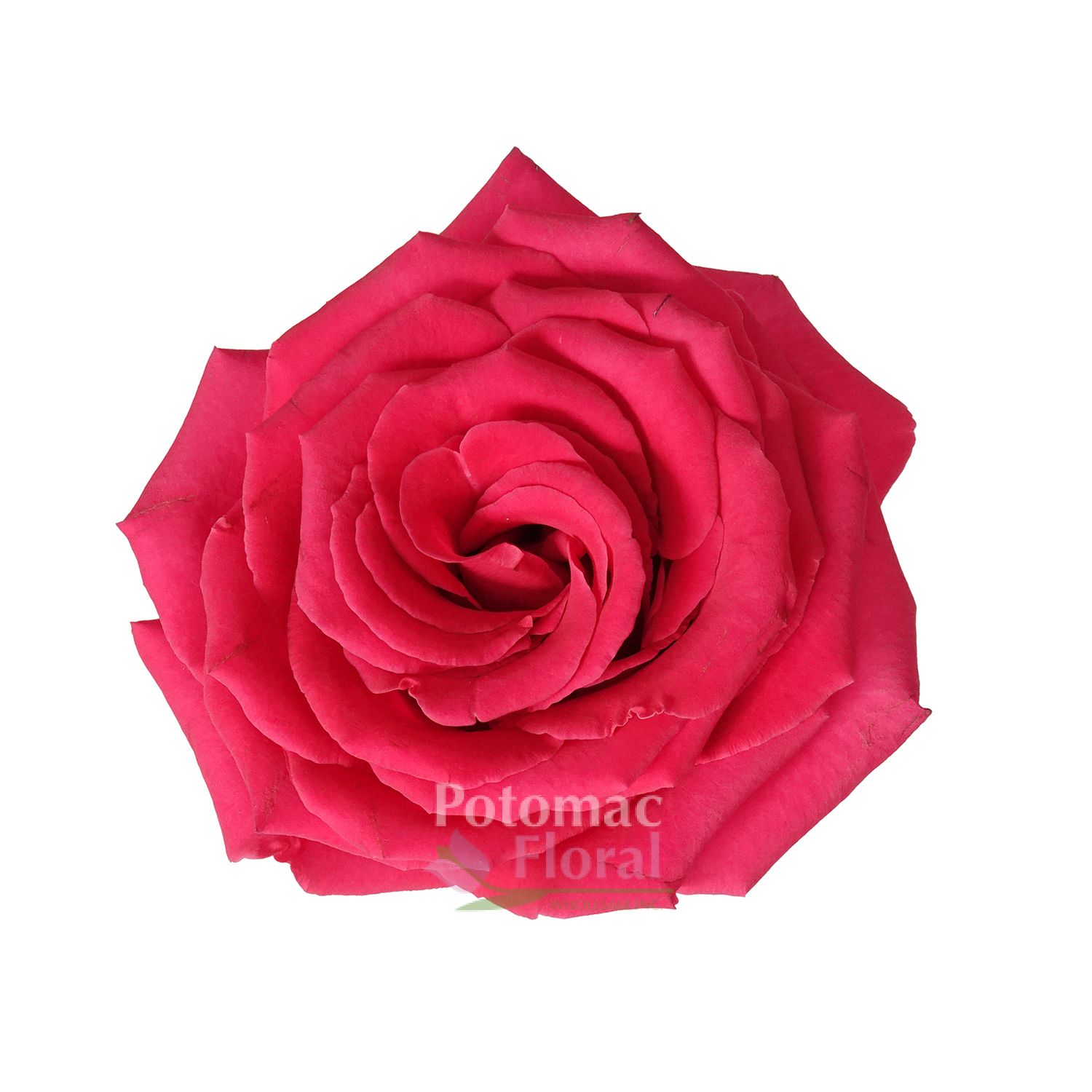 Full Monty Rose Raspberry Fuchsia, 60 cm - Potomac Floral Wholesale