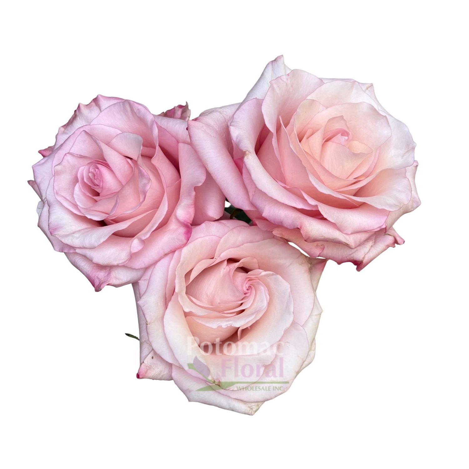 Rhoslyn Rose, 40 to 50 cm, Romantic Soft Pink - Potomac Floral Wholesale