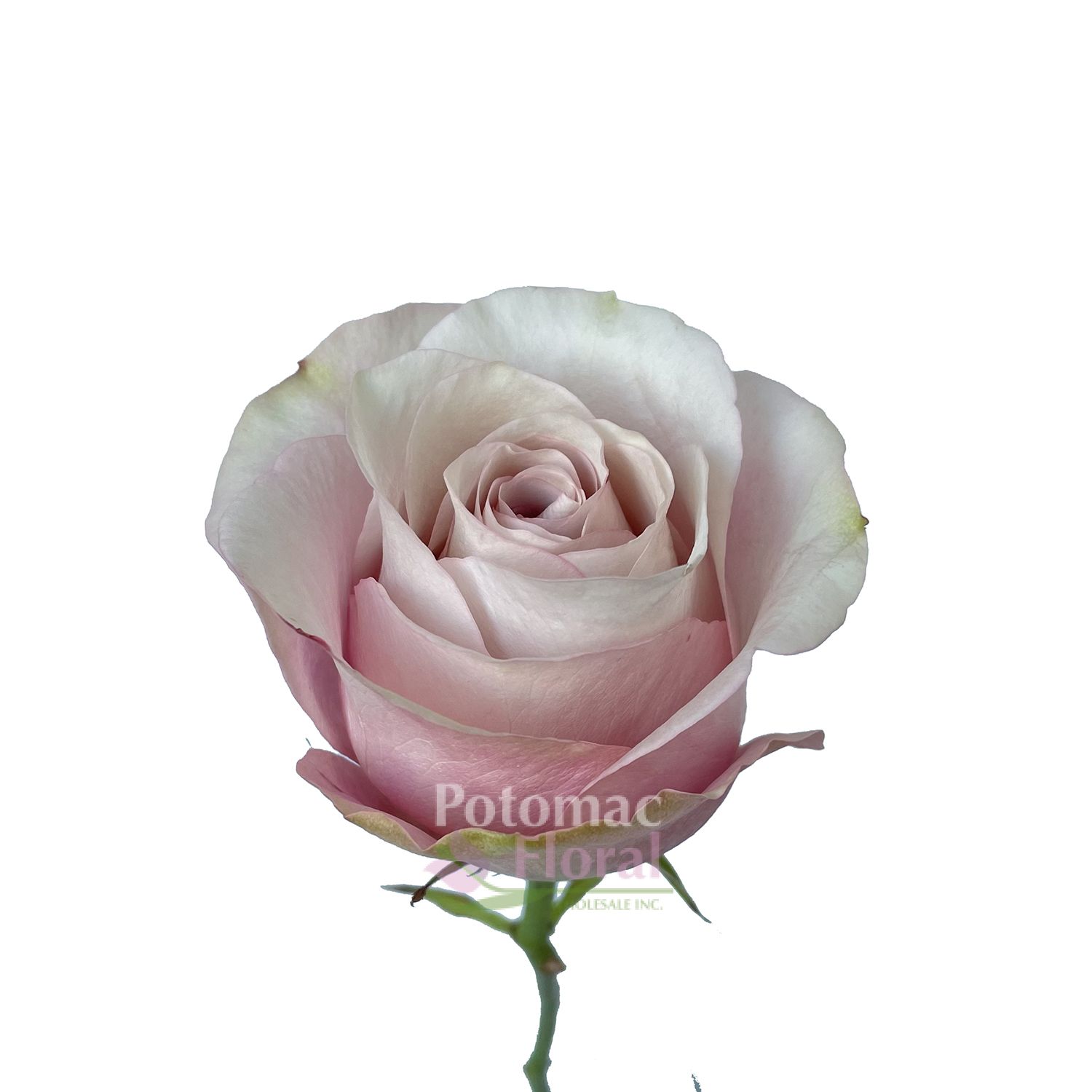 Secret Garden Rose Light Pink Open Wide, 50 to 60cm - Potomac Floral ...