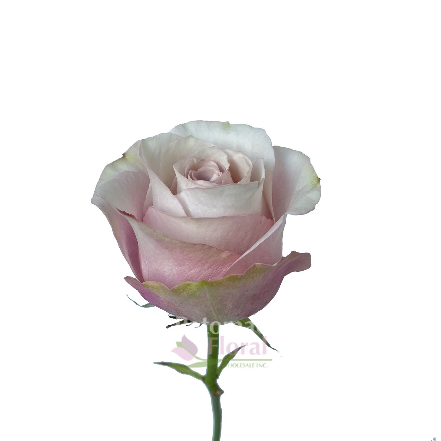 Secret Garden Rose Light Pink Open Wide, 50 to 60cm - Potomac Floral ...