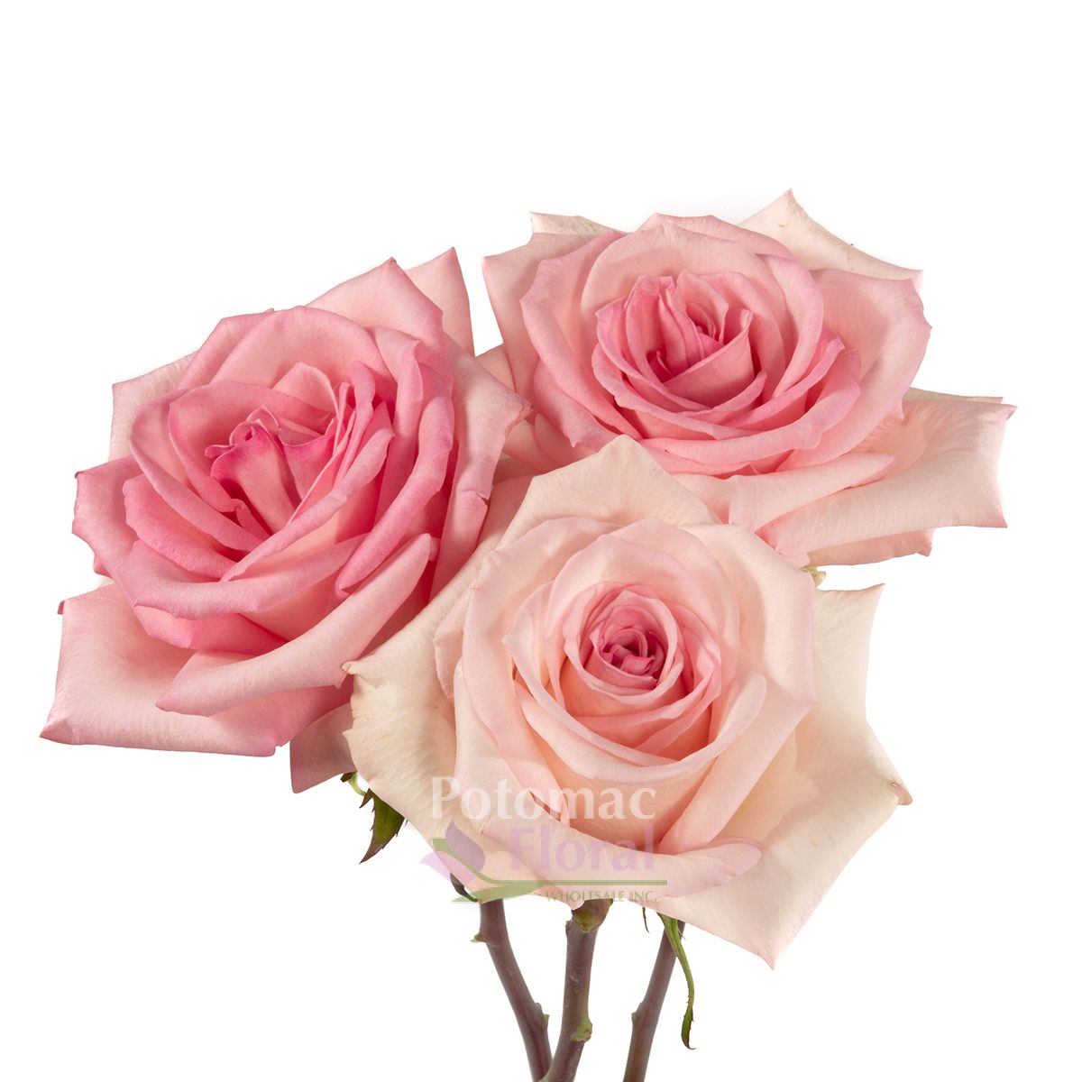 Sophie, Light Soft Pink Rose, 50 to 60 cm - Potomac Floral Wholesale