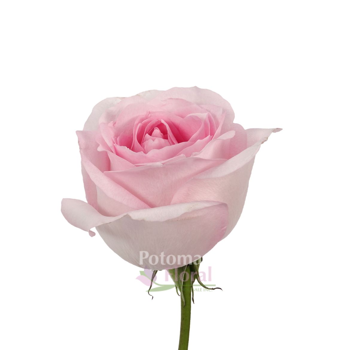 Sweet Akito Rose baby Light Pink, 50 cm - Potomac Floral Wholesale