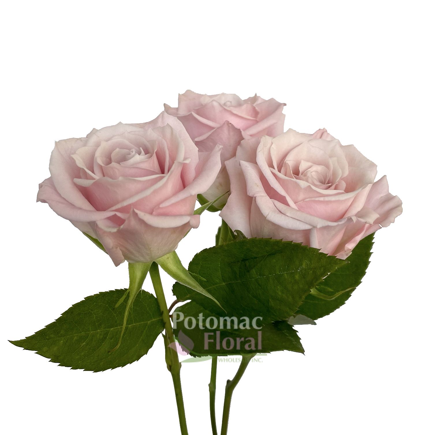 Sweet Eskimo Rose Light Pink, 40 cm - Potomac Floral Wholesale